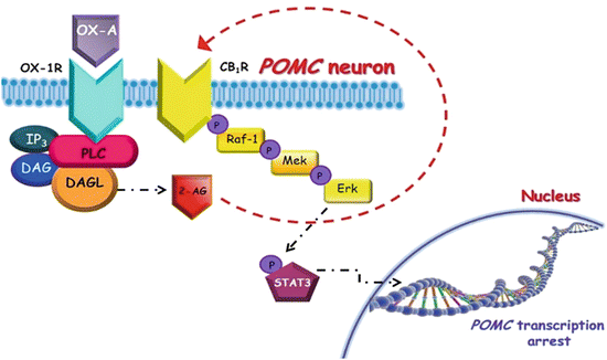 The Endocannabinoid System in Leptin-Driven Changes of Orexinergic ...