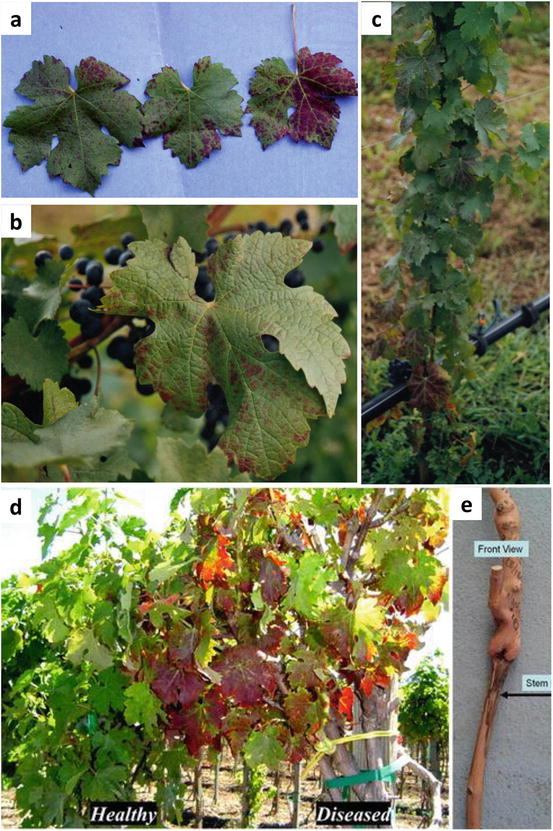Grapevine leafroll-associated virus 2 | SpringerLink