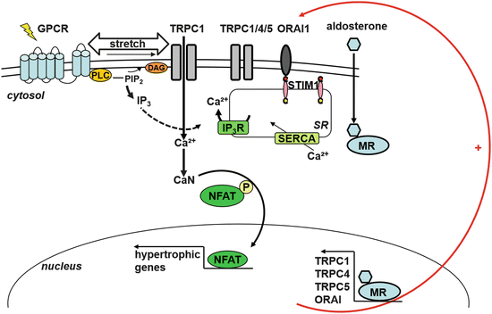 Cardiac Remodeling and Disease: SOCE and TRPC Signaling in Cardiac ...