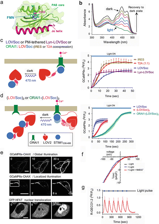 The STIM-Orai Pathway: Light-Operated Ca2+ Entry Through Engineered ...