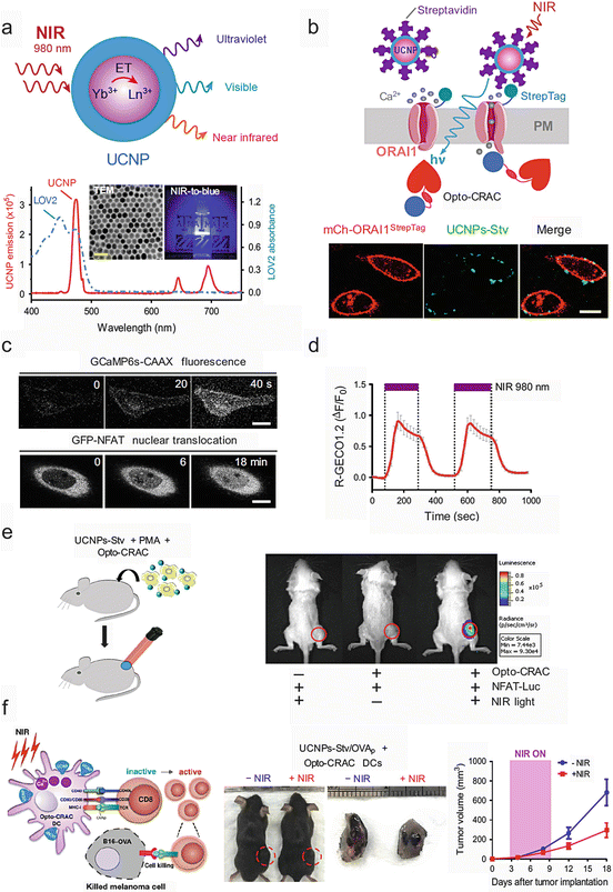 The STIM-Orai Pathway: Light-Operated Ca2+ Entry Through Engineered ...