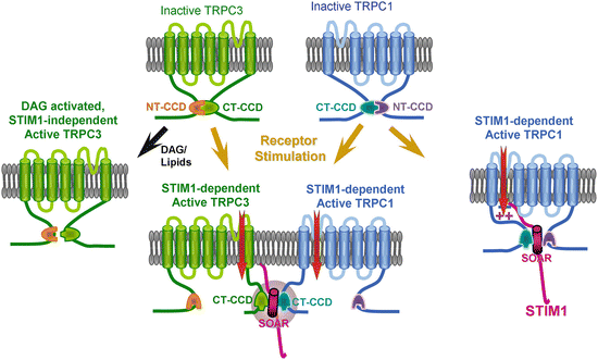 STIM-TRP Pathways and Microdomain Organization: Ca2+ Influx Channels: The Orai-STIM1-TRPC ...