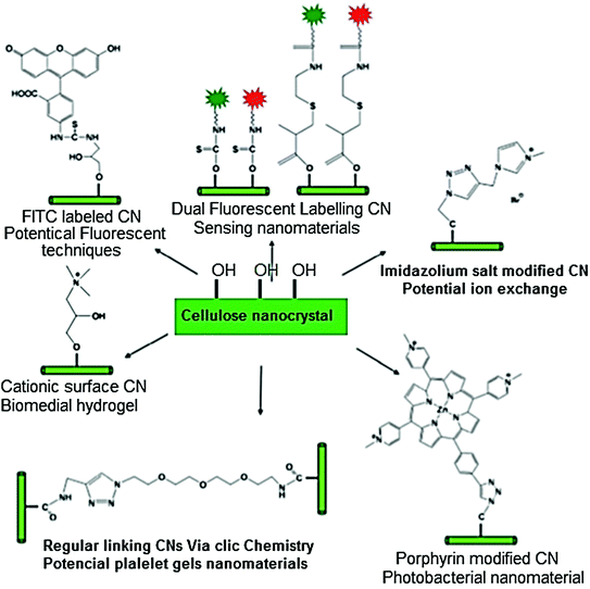 Advances in Nanostructured Cellulose-based Biomaterials | SpringerLink