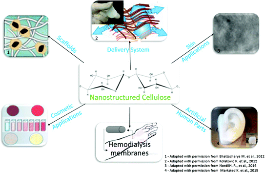 Advances in Nanostructured Cellulose-based Biomaterials | SpringerLink