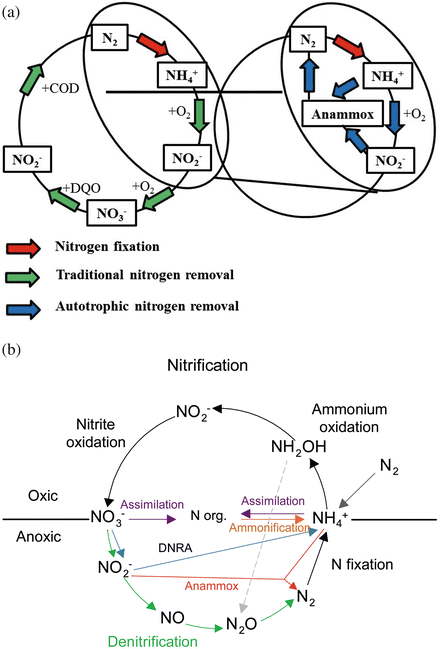 New Processes for Biological Nitrogen Removal | SpringerLink