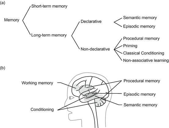 Memory Processing in the Nervous System | SpringerLink