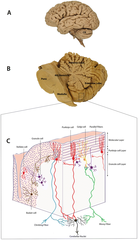 The Embryology and Anatomy of the Cerebellum | SpringerLink