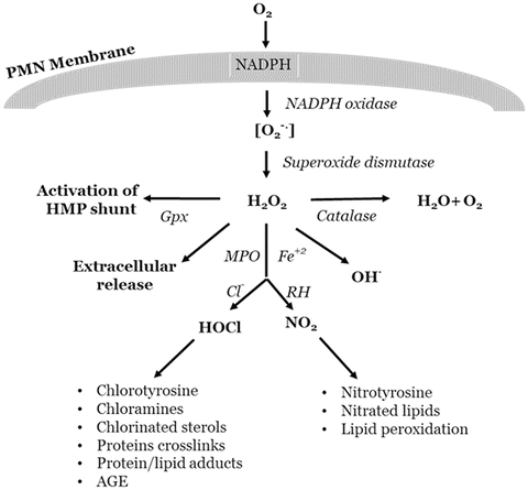 Myeloperoxidase (MPO): Do We Need Inhibitors? | SpringerLink
