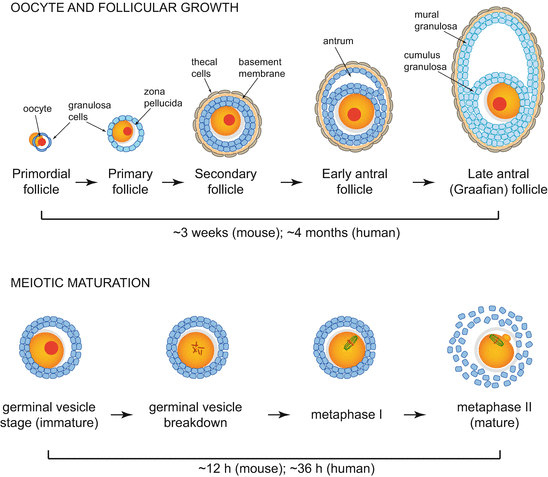 Control of Mammalian Oocyte Development by Interactions with the ...
