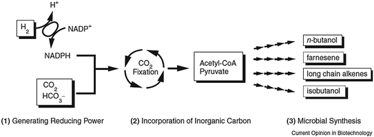Biological Conversion of CO2 | SpringerLink