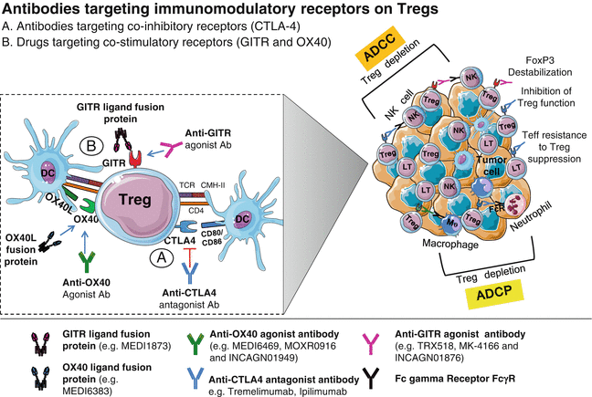 Strategies to Reduce Intratumoral Regulatory T Cells | SpringerLink