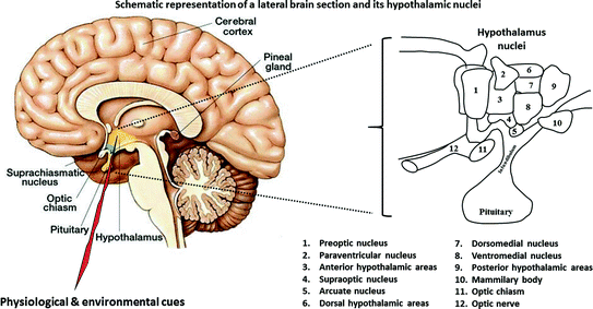 Environmental and Physiological Cues on the Hypothalamus During Aging ...