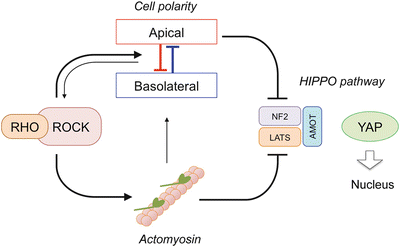 ROCK and RHO Playlist for Preimplantation Development: Streaming to ...