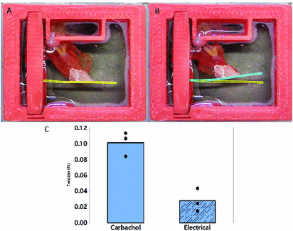 3D-Printed Biohybrid Robots Powered by Neuromuscular Tissue Circuits ...