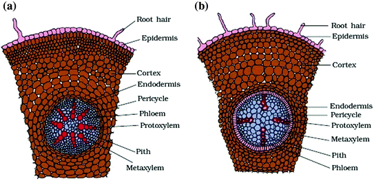 Pharmacognostical Botany: Classification of Medicinal and Aromatic ...