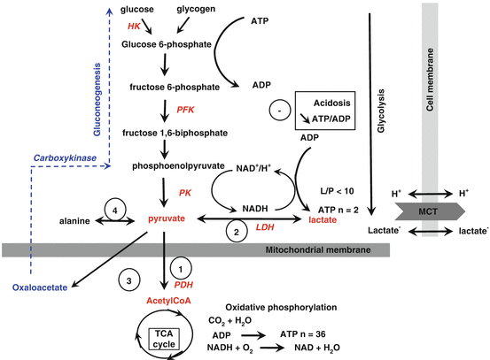 Lactate: Metabolism, Pathophysiology | SpringerLink