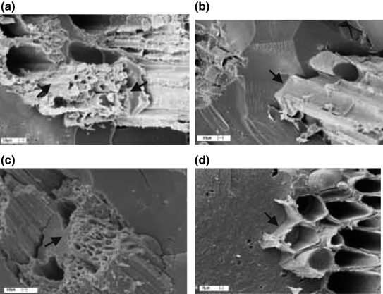 Use of Sugar Cane Fibers for Composites—A Short Review | SpringerLink