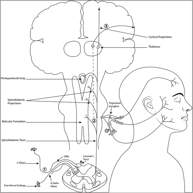 Pathways of Pain Perception and Modulation | SpringerLink