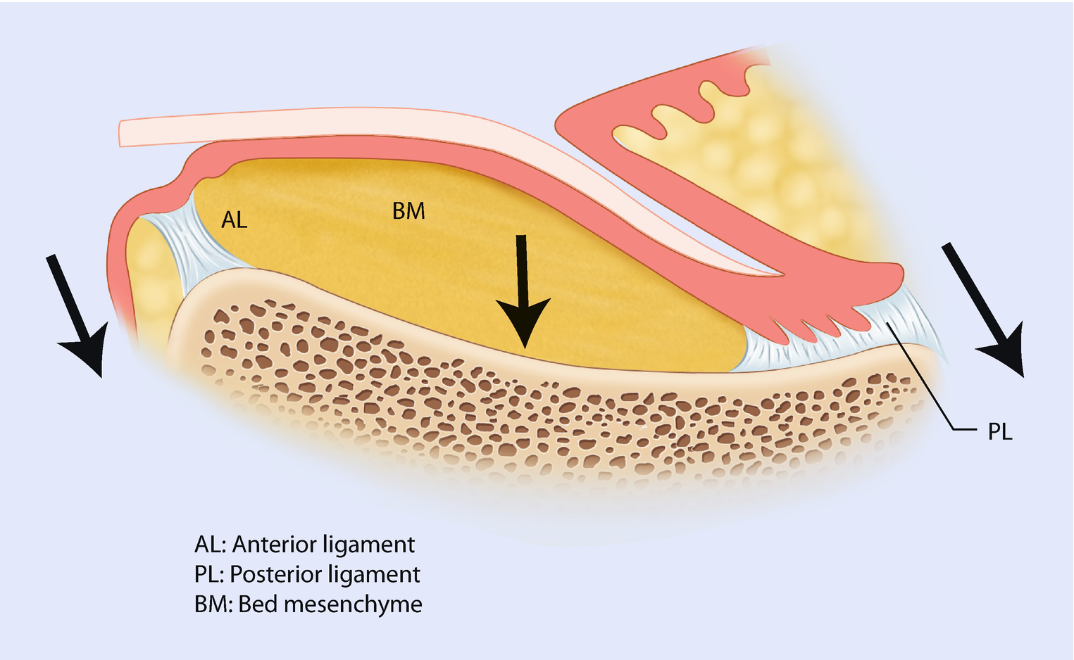 Normal Nail Anatomy, Normal Nail Histology, and Common Reaction ...