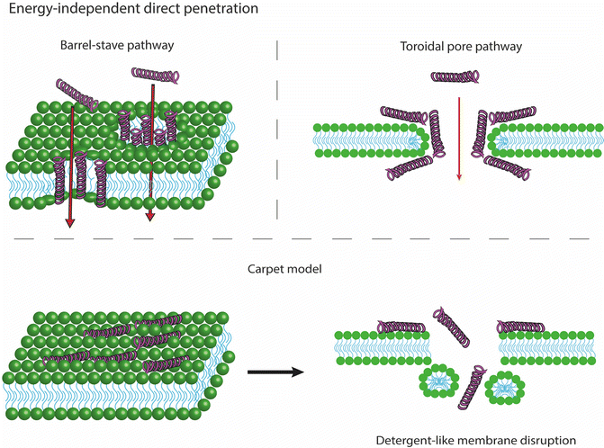 Uptake Mechanism of Cell-Penetrating Peptides | SpringerLink