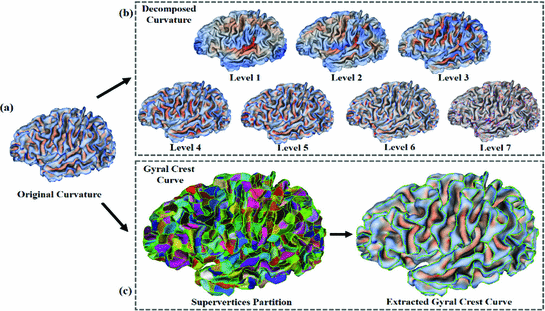 Exploring Gyral Patterns of Infant Cortical Folding Based on Multi-view ...