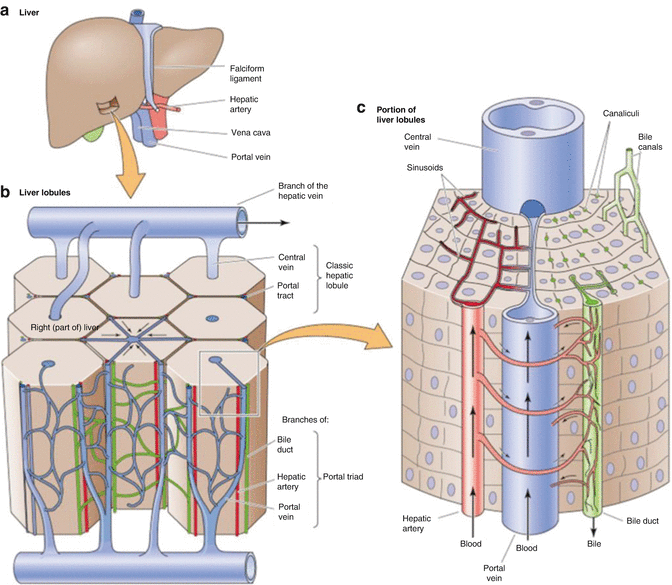 Normal Hepatic Function and Physiology | SpringerLink
