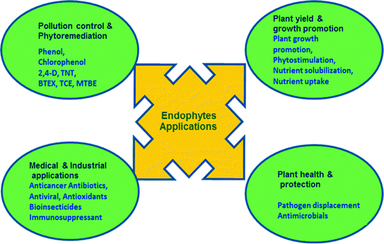 An Introduction to Endophytes | SpringerLink