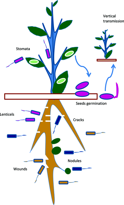 An Introduction to Endophytes | SpringerLink