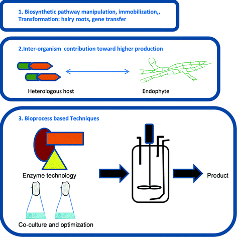 An Introduction to Endophytes | SpringerLink