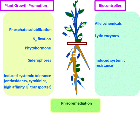 An Introduction to Endophytes | SpringerLink