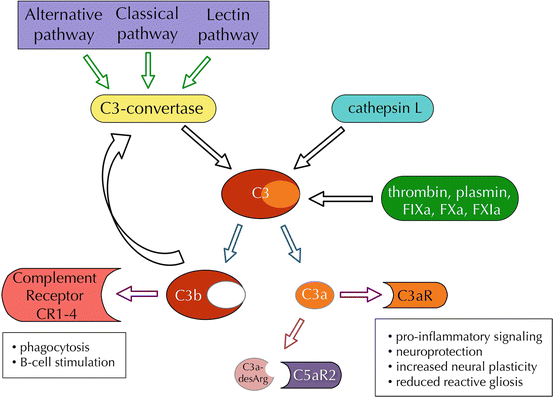 Complement C3a: Shaping the Plasticity of the Post-stroke Brain ...