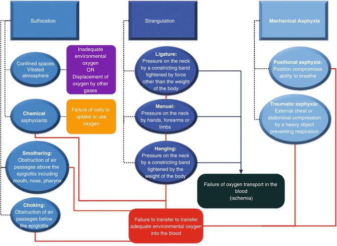 Strangulation, Suffocation, and Asphyxia | SpringerLink