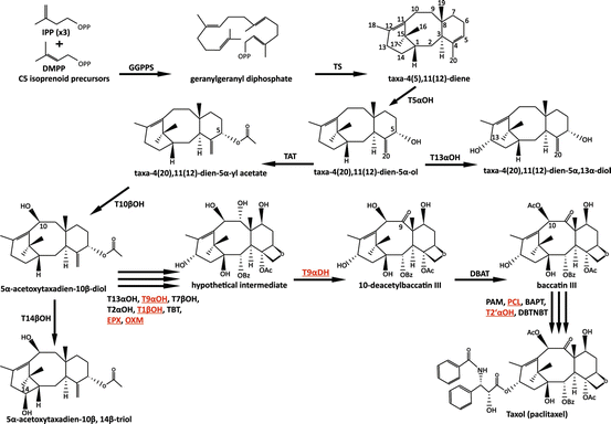 Taxol® Biosynthesis and Production: From Forests to Fermenters ...