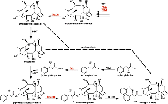 Taxol® Biosynthesis and Production: From Forests to Fermenters ...