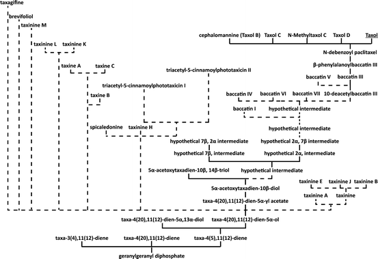 Taxol® Biosynthesis and Production: From Forests to Fermenters ...