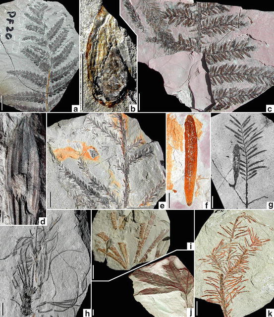 Flora of the Late Triassic | SpringerLink