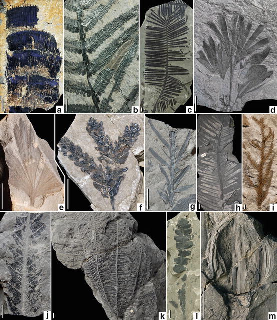 Flora of the Late Triassic | SpringerLink