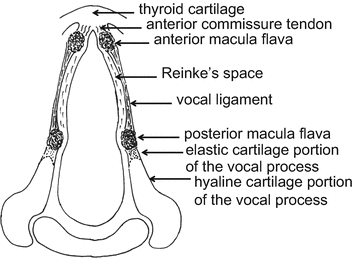 The Macula Flava of the Human Vocal Fold as a Stem Cell ...