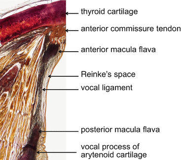 The Macula Flava of the Human Vocal Fold as a Stem Cell ...
