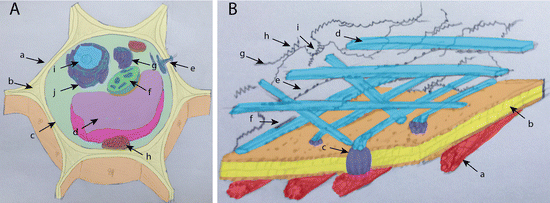 Cell Wall Expansion: Case Study of a Biomechanical Process | SpringerLink