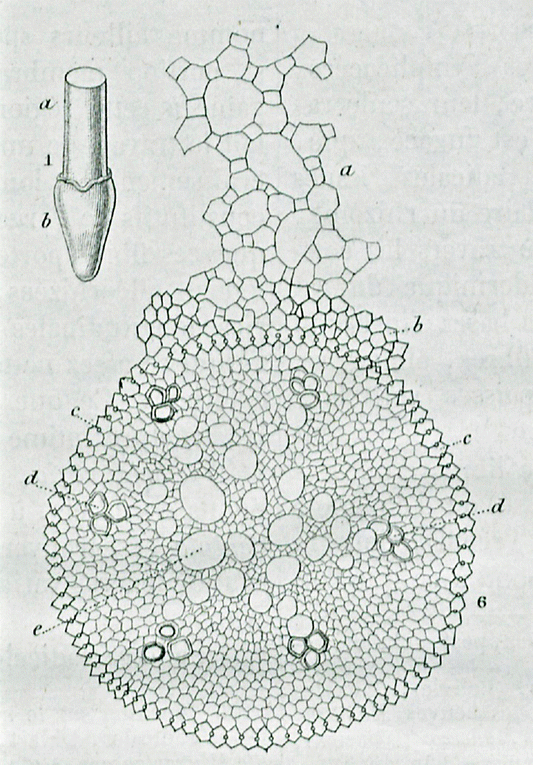 Apoplastic Barriers: Their Structure and Function from a Historical ...