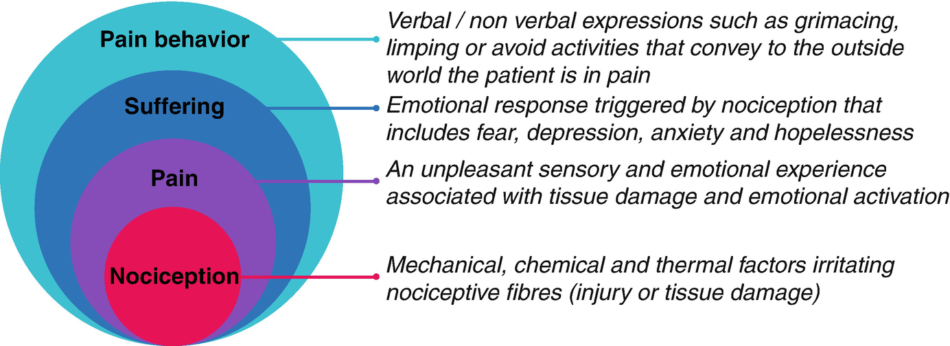 Pathophysiology of Pain | SpringerLink