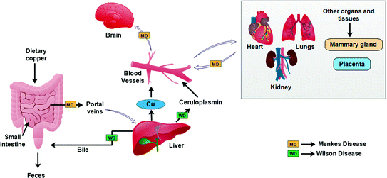 Copper in Medicine: Perspectives and Toxicity | SpringerLink