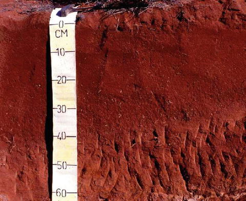 Shallow Soils | SpringerLink