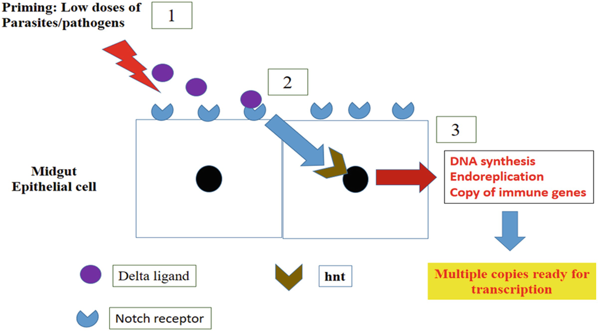 Insect Innate Immune Memory | SpringerLink