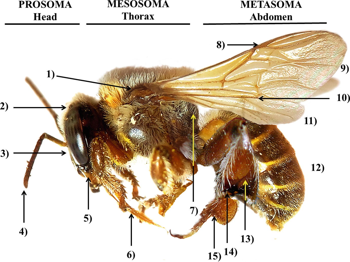 Anatomy and Physiology | SpringerLink