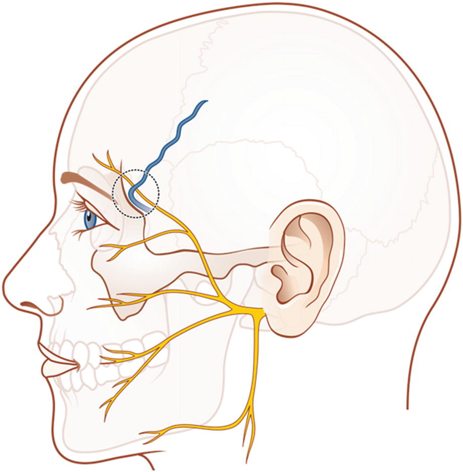 Temple Surgery | SpringerLink