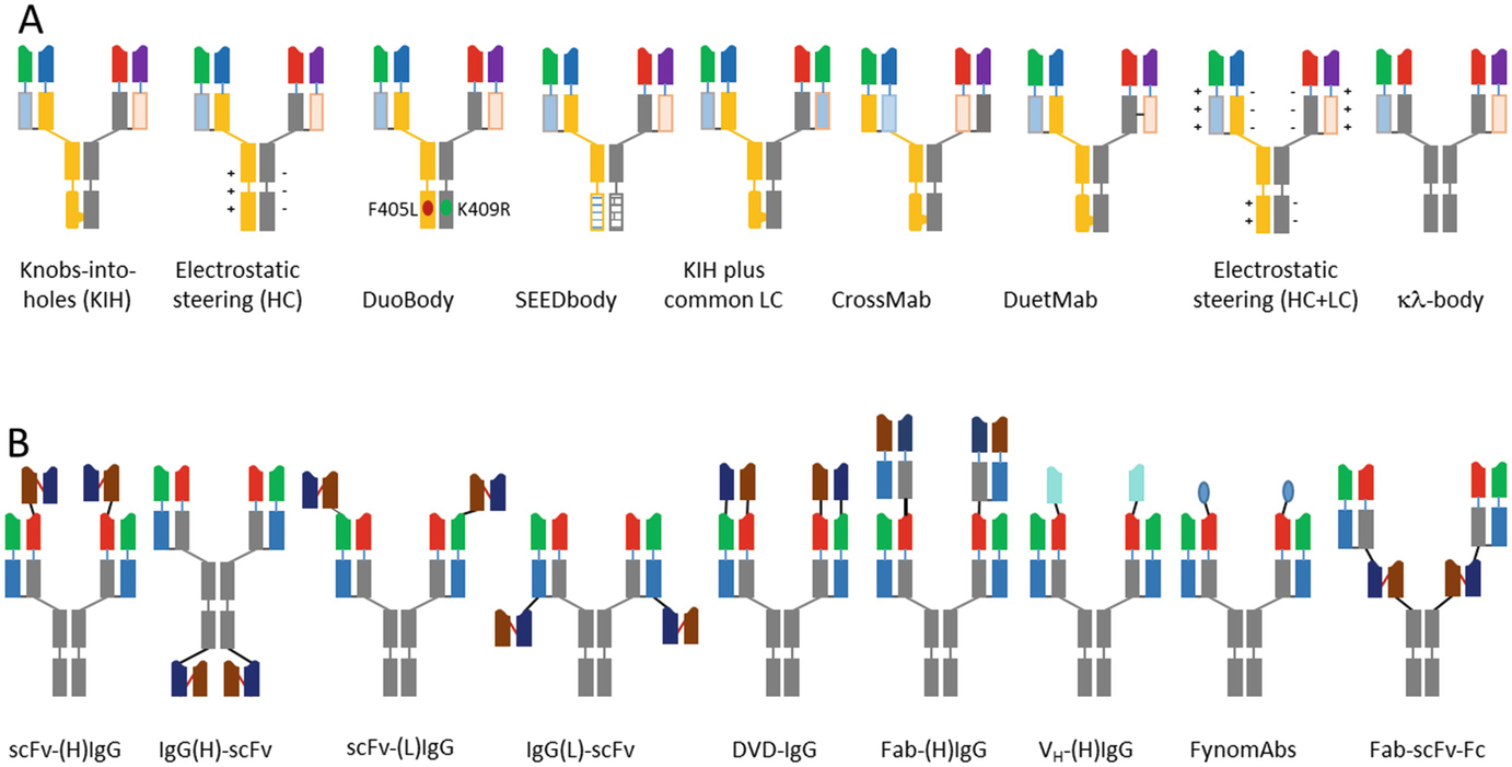 Bispecific and Biparatopic Antibody Drug Conjugates | SpringerLink