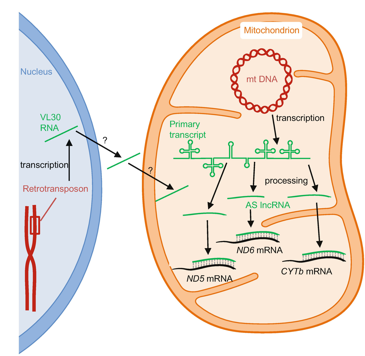 Intercompartment RNA Trafficking in Mitochondrial Function and ...