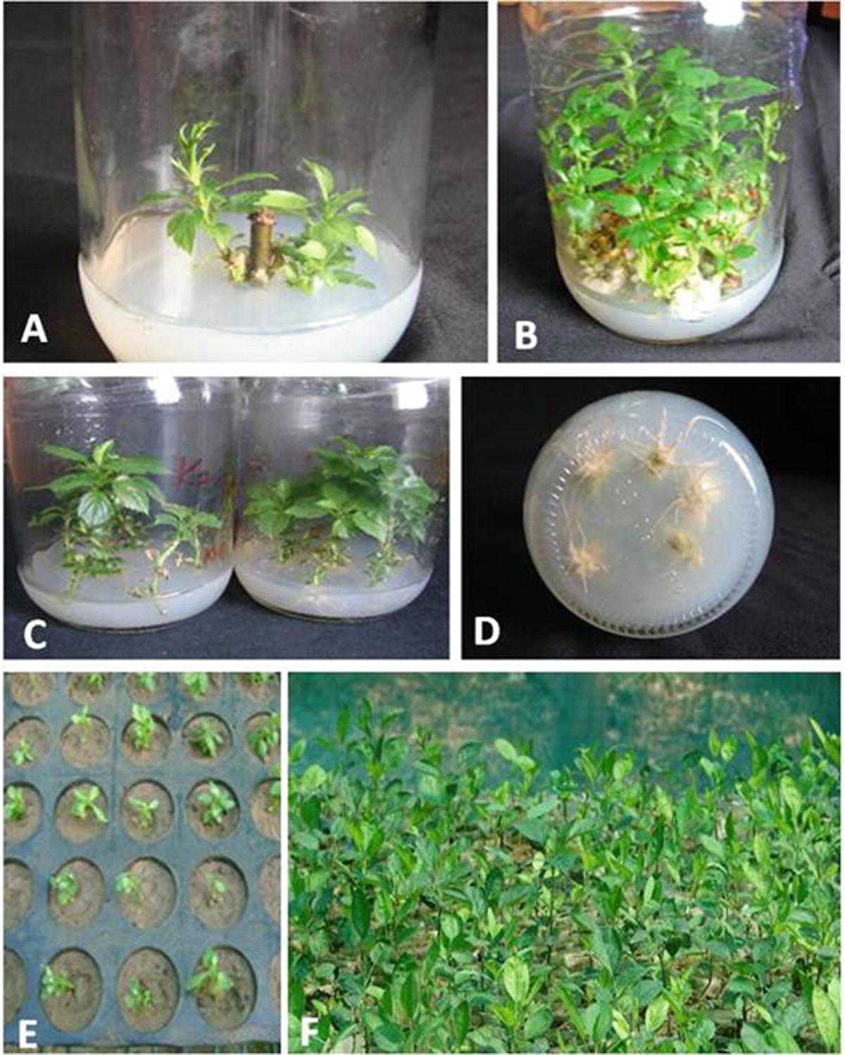 In Vitro Propagation of Important Rootstocks of Apple for Rapid Cloning ...